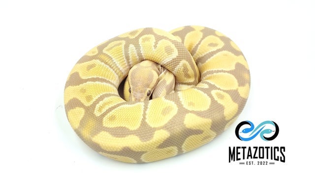Ball Python morphs and combos! Pieds, Urban Camos, Ultramels, Clowns ...