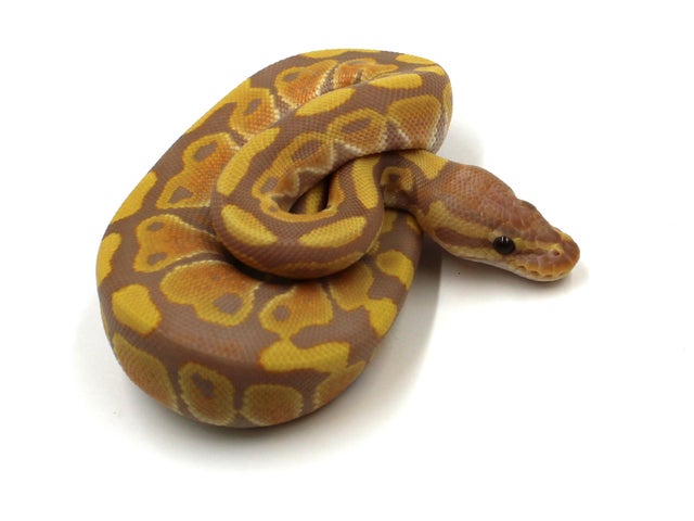 banana mojave cinnamon ball python