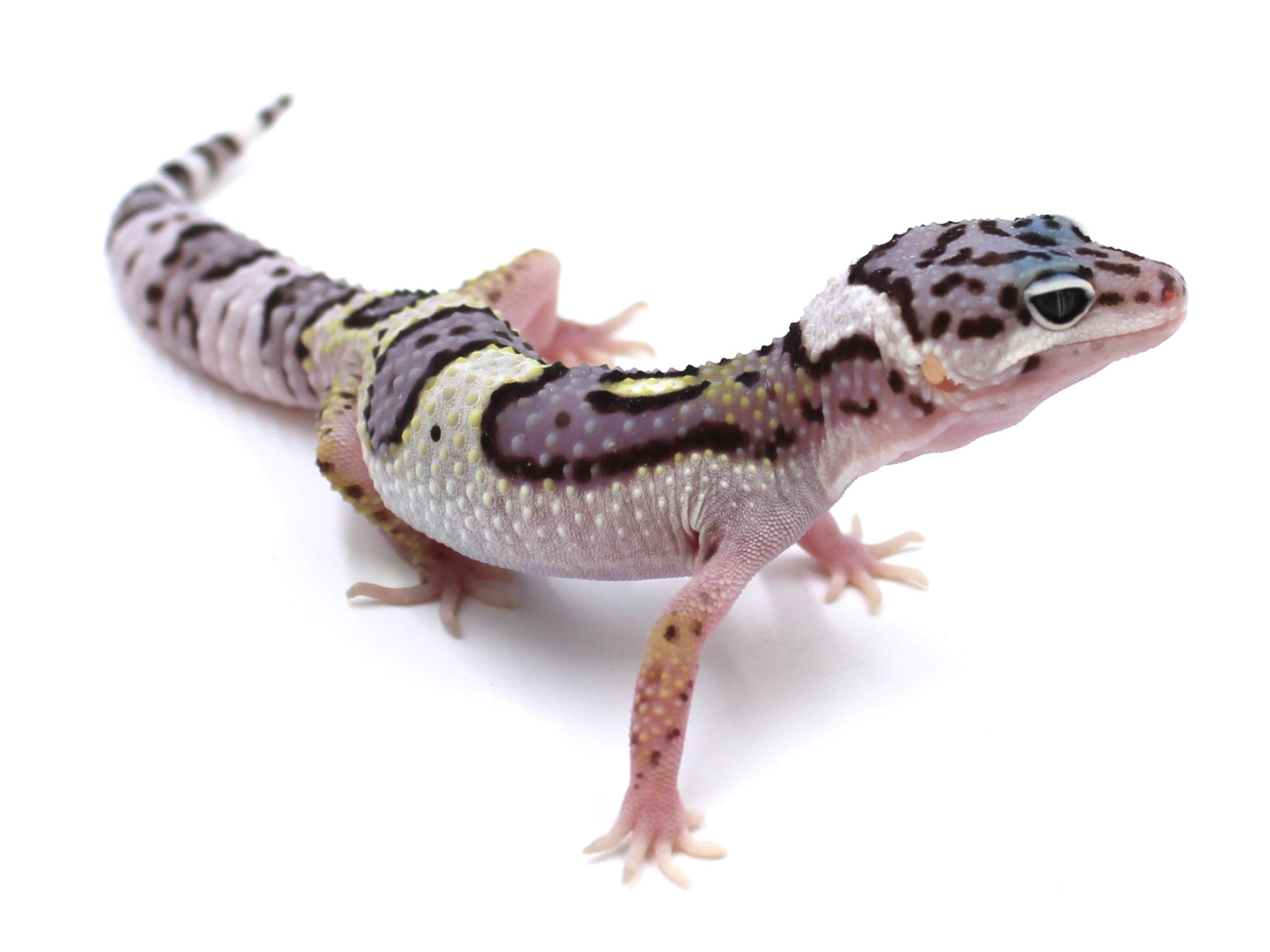Mack Snow Leopard Geckos | Metazotics