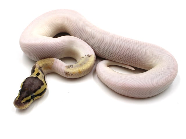 sterling pied ball python