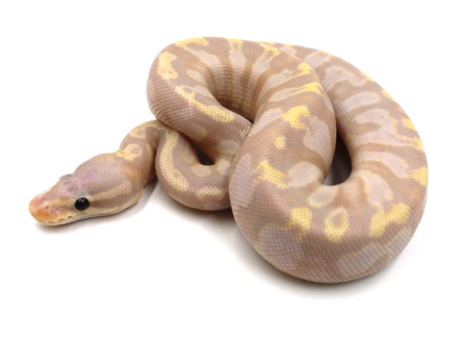 banana mojave cinnamon ball python