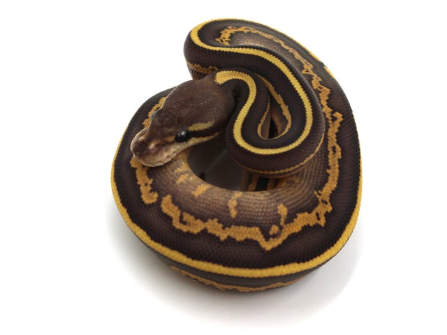 black butter ball python