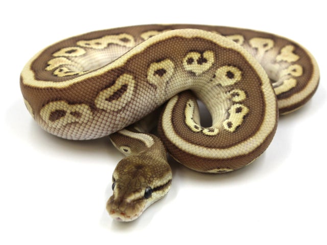 lesser ball python gene
