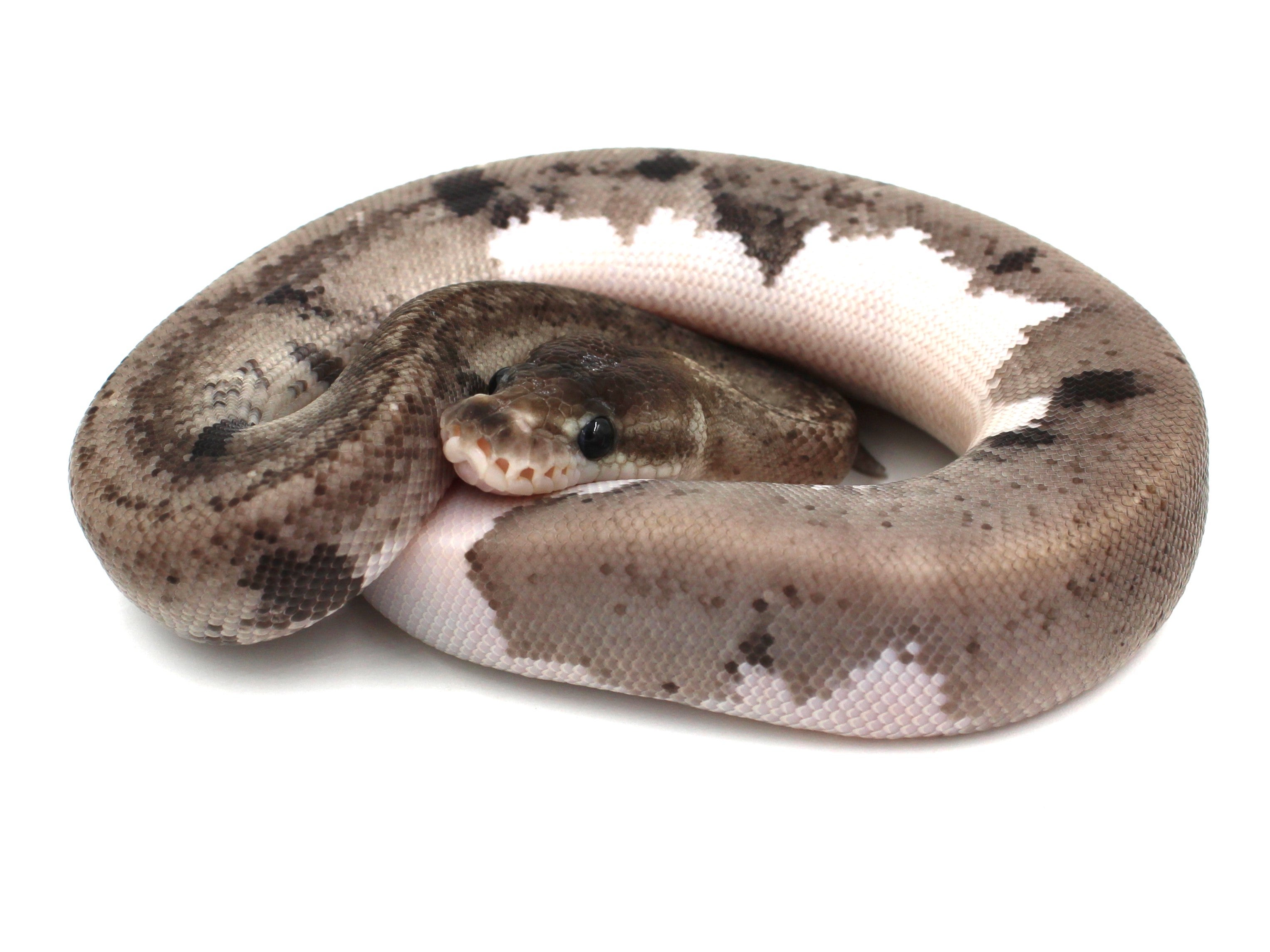 silver bullet royal python