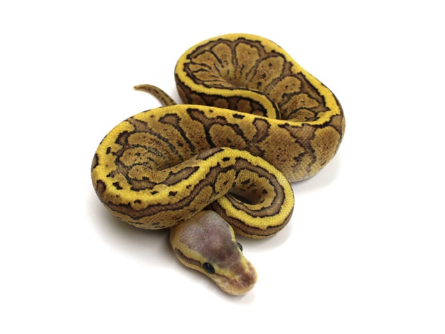 fire ball python gene