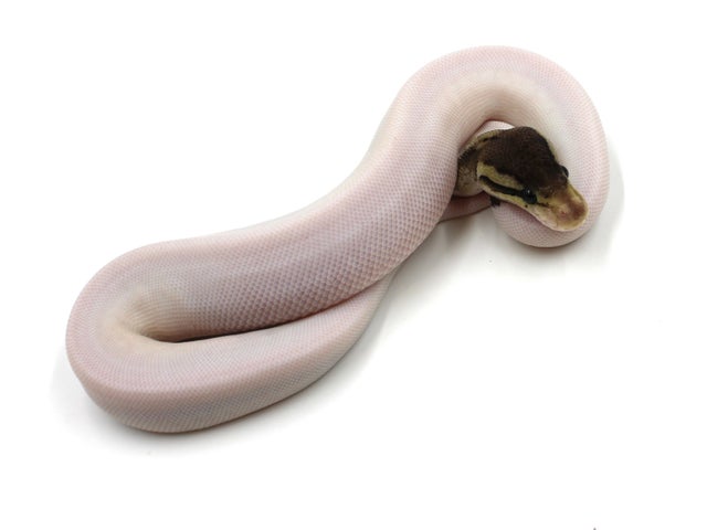 sterling ball python