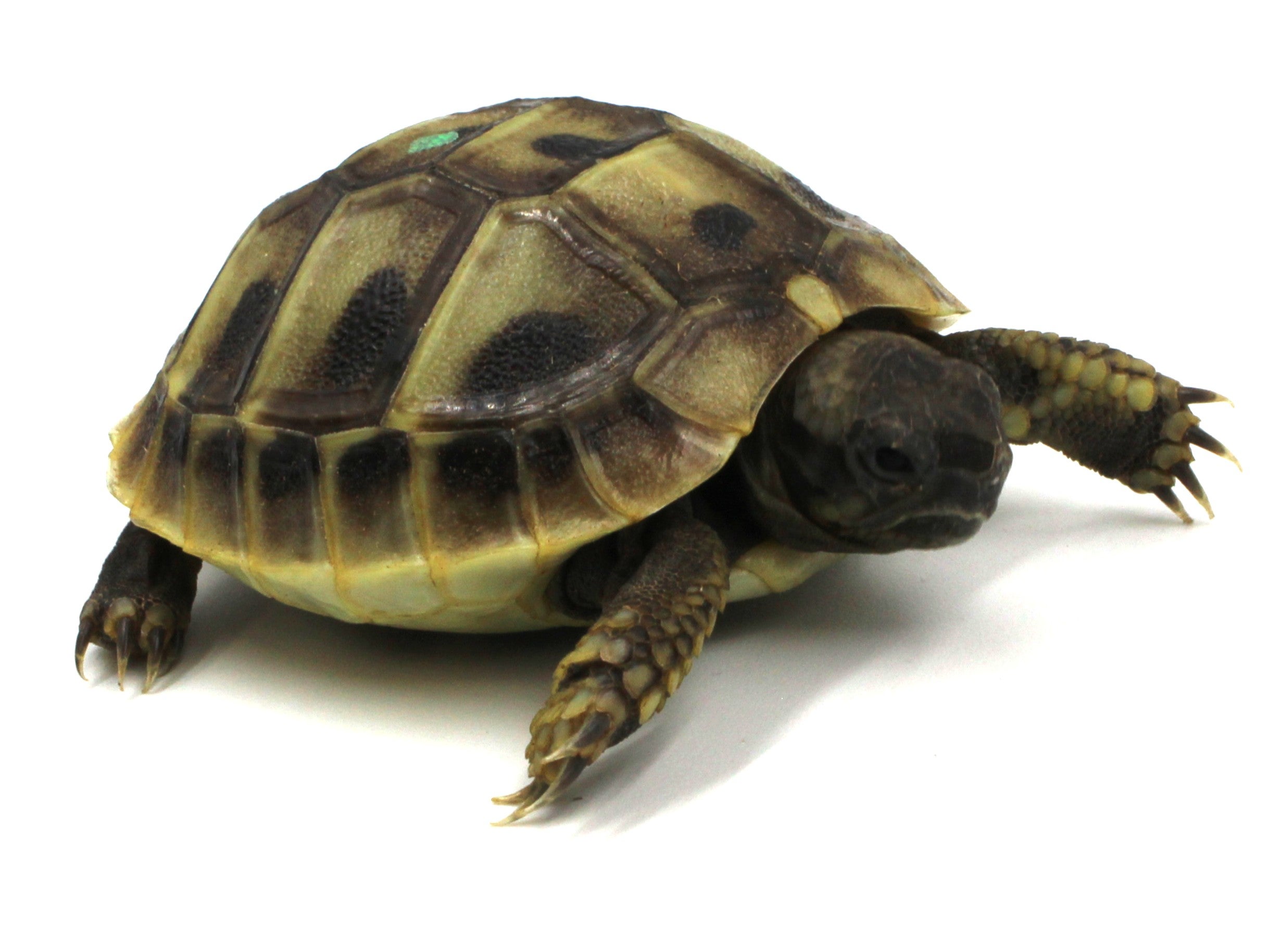 CB Baby Hermann's Tortoises | Metazotics
