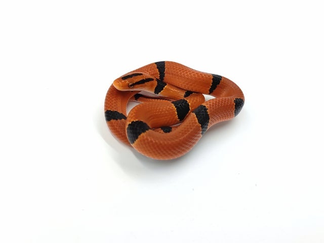 Bamboo Rat Rat Snakes for Sale! Coxi, Pulcher, Laticinctus | Metazotics