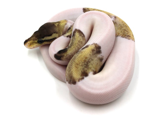 sterling sandblast ball python