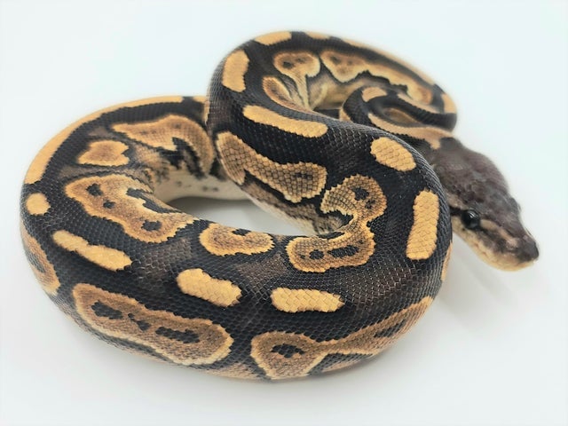 sterling mojave ball python
