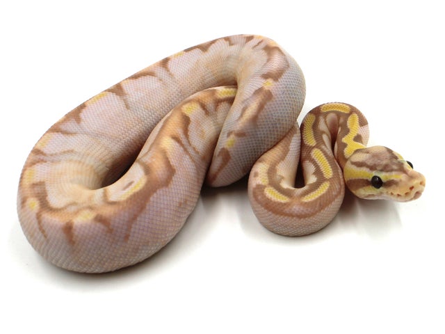 enchi lesser ball python