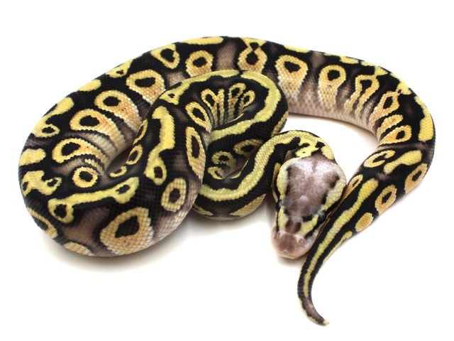 firefly ball python gene