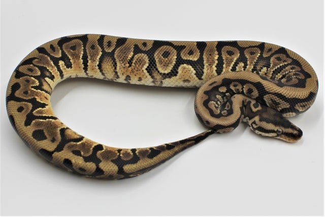 hidden gene woma python