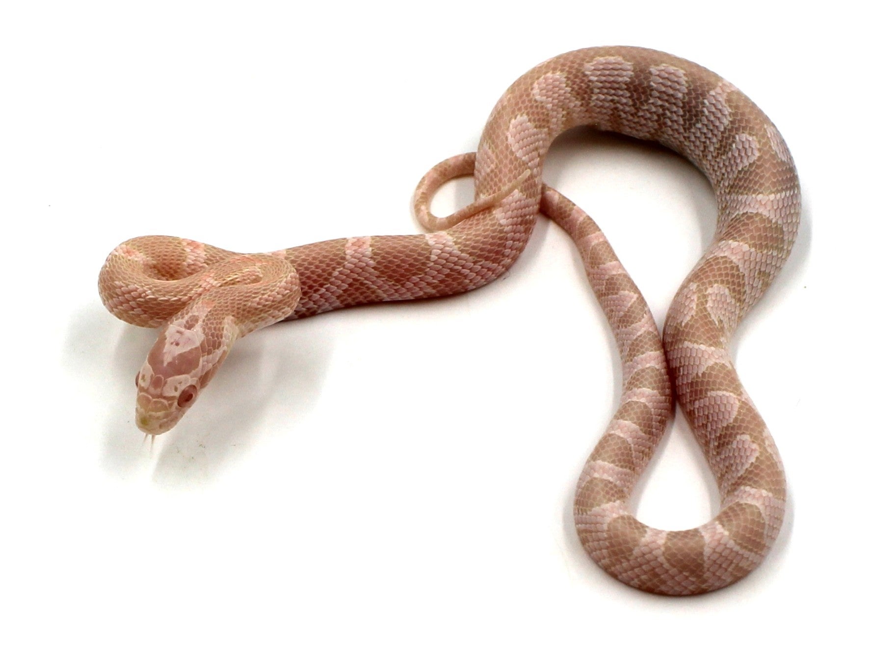 salmon corn snake