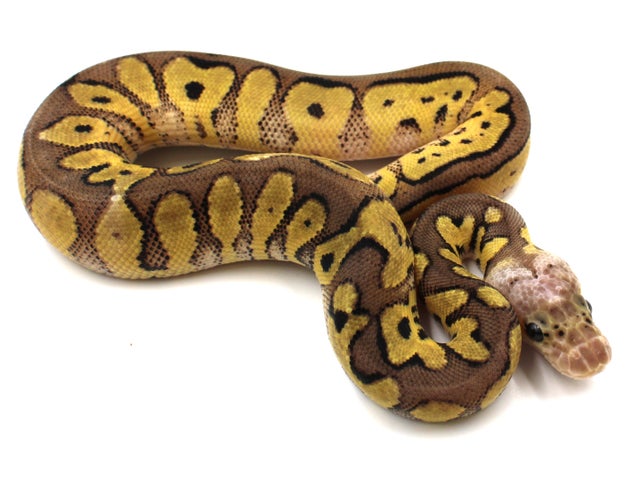 firefly clown ball python