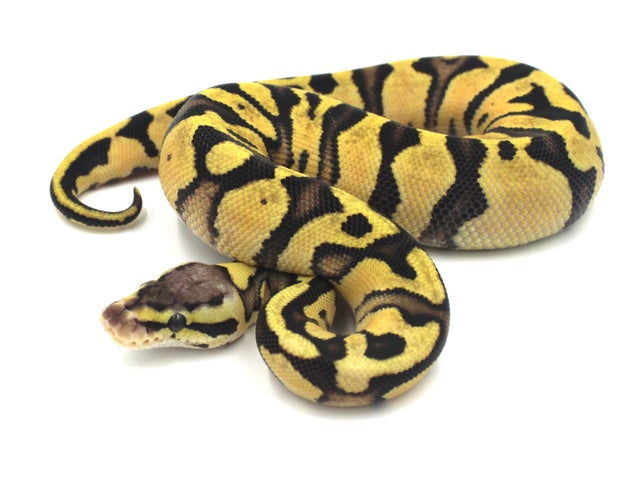 pastel x pastel ball python