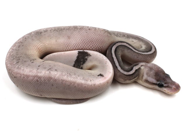 sterling ball python morph