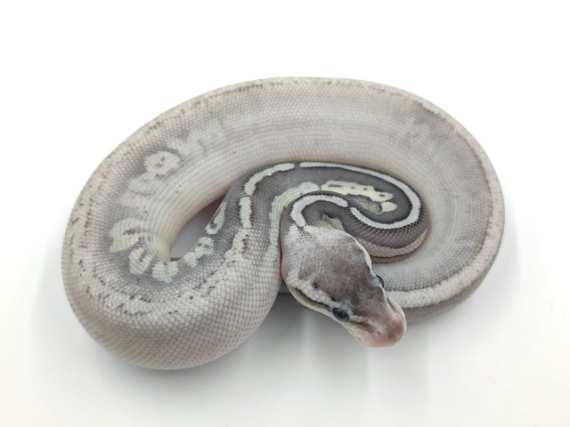 sterling sandblast ball python