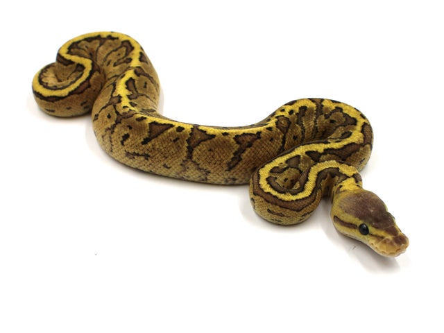 fire ball python gene