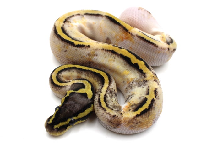 sterling pied ball python