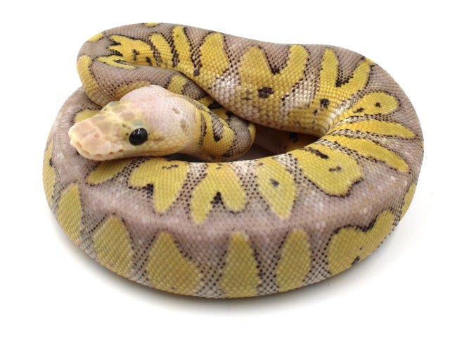 what makes a killer clown ball python