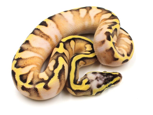 calico ball python morph