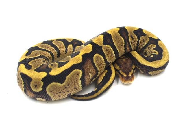 firefly ball python gene