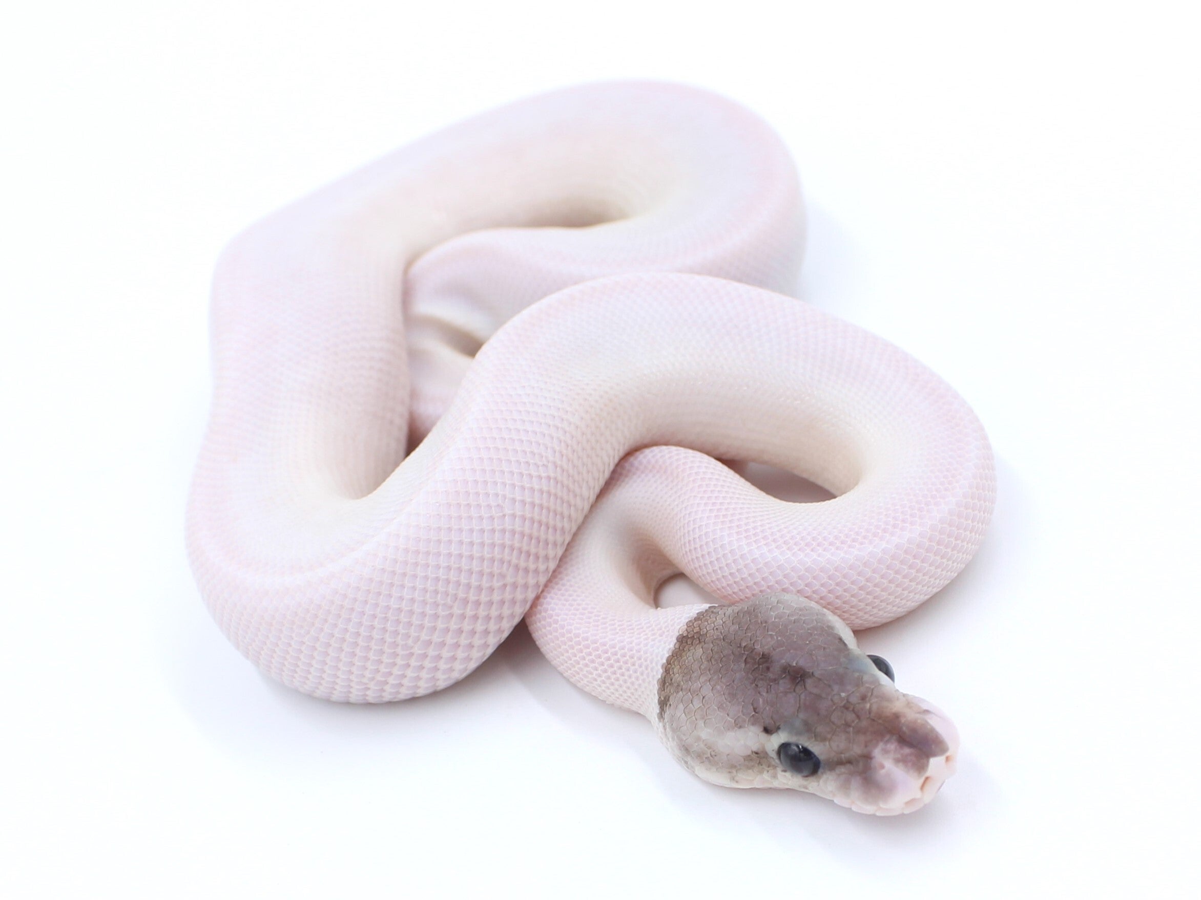 Sterling Ball Python