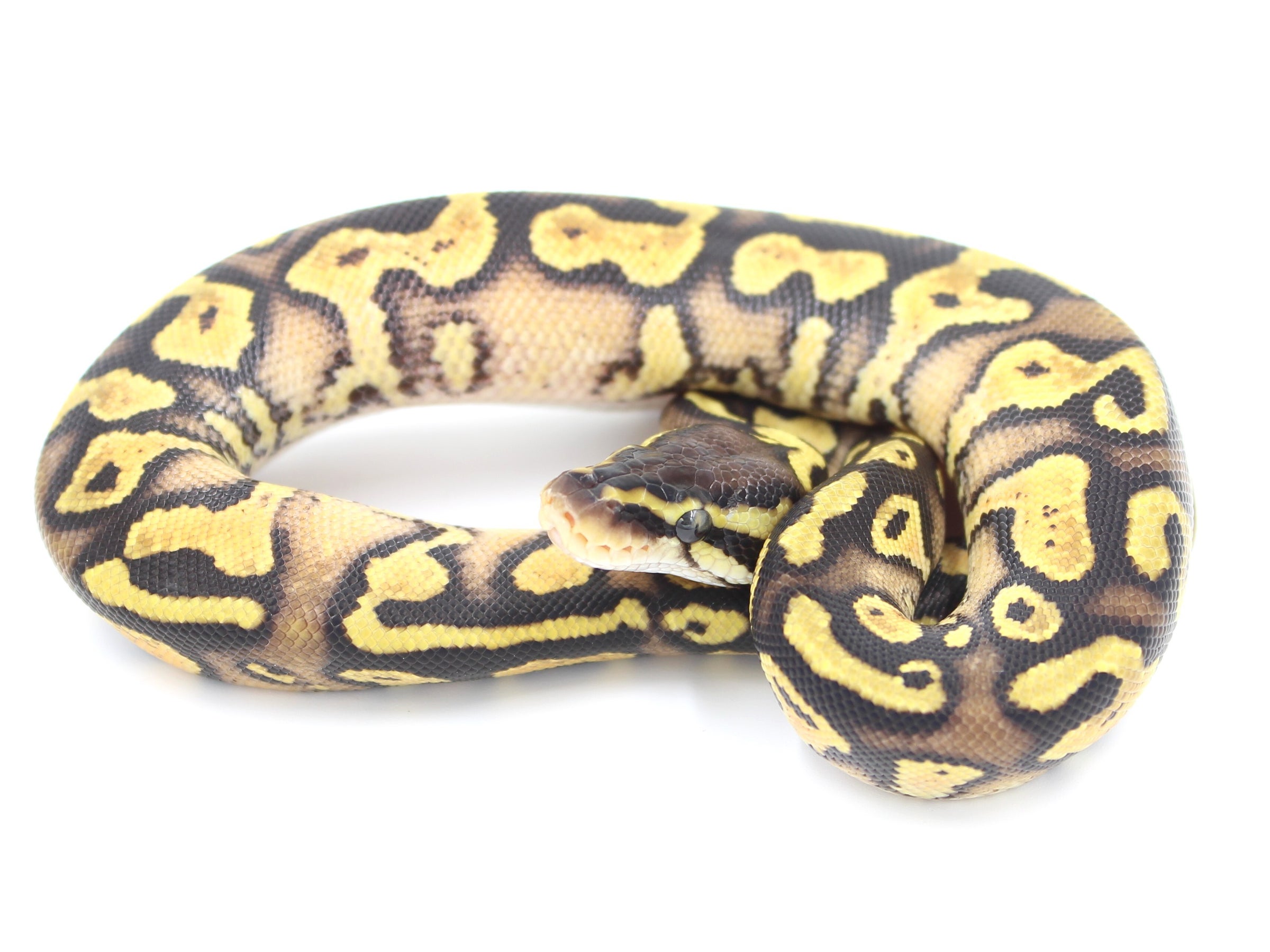 Hidden Gene Woma Ball Python