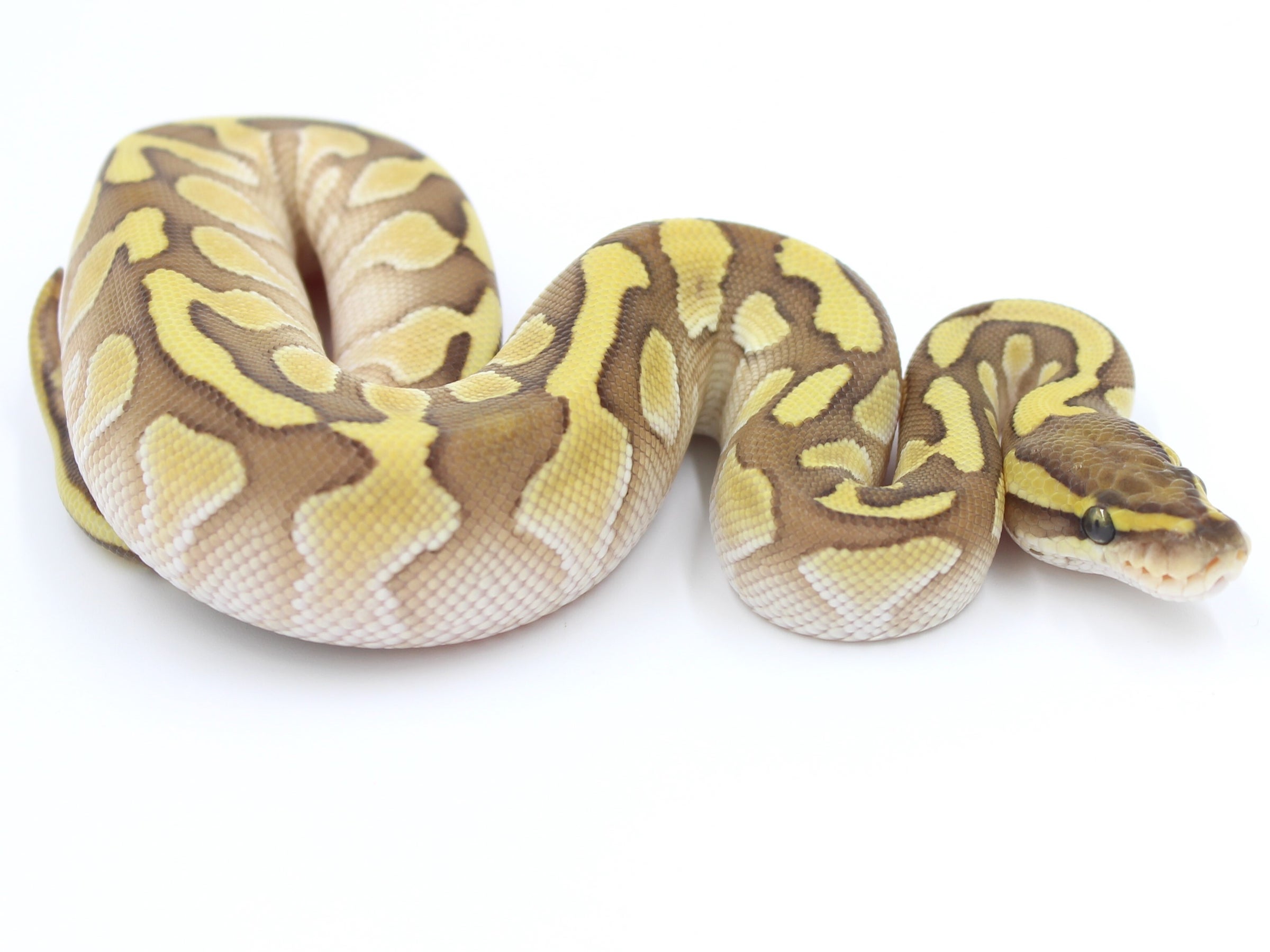 Enchi Lesser Ball Python