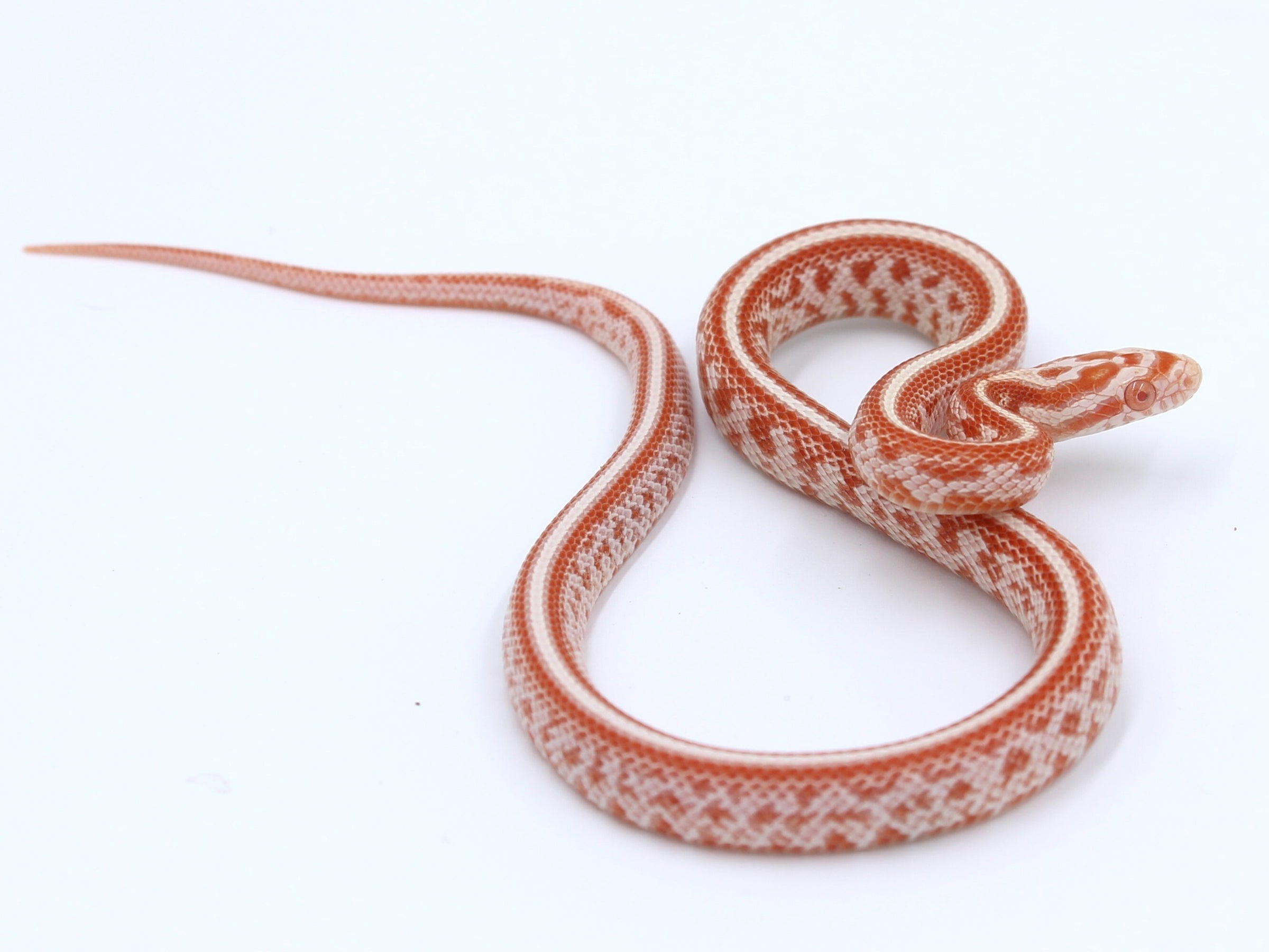Amel Tessera Corn Snake