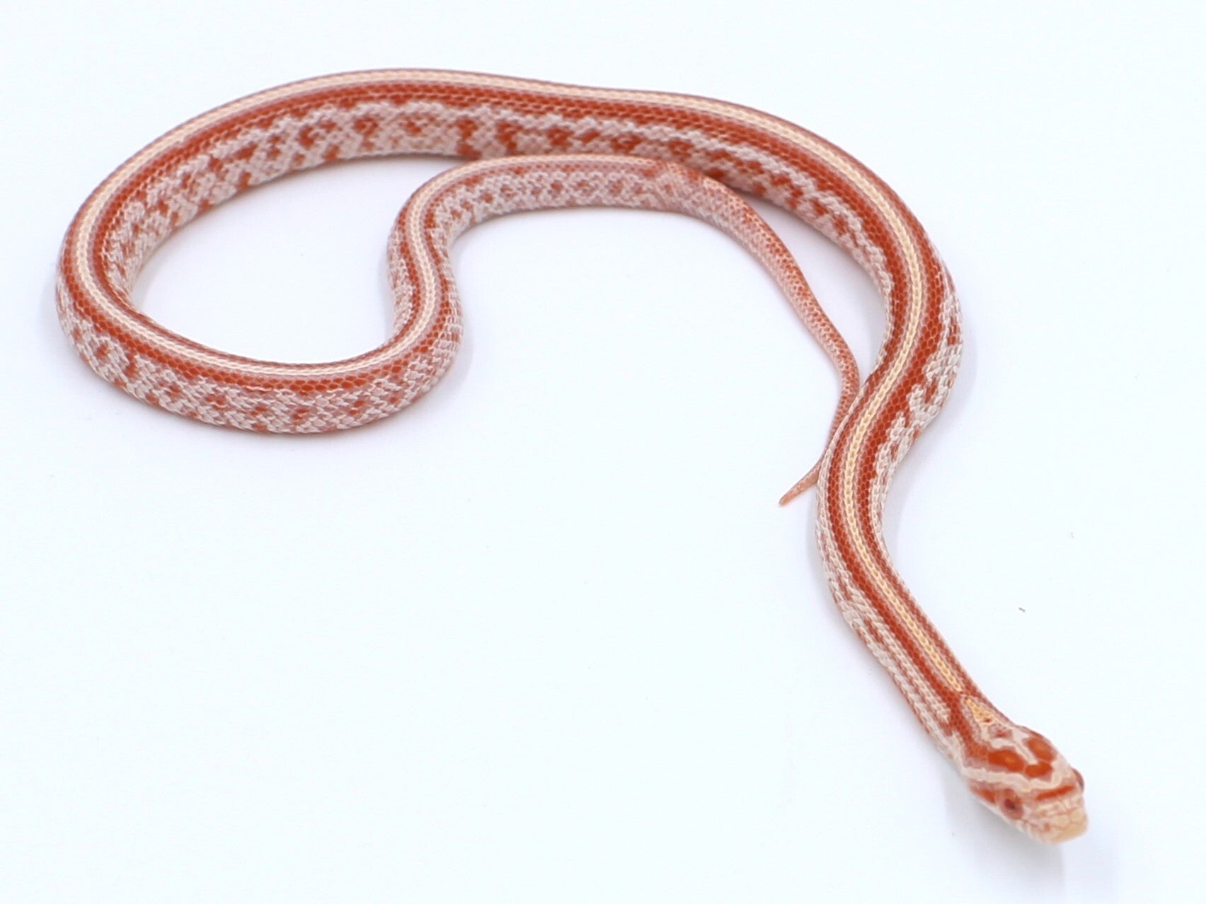 Baby Candy Cane Corn Snake