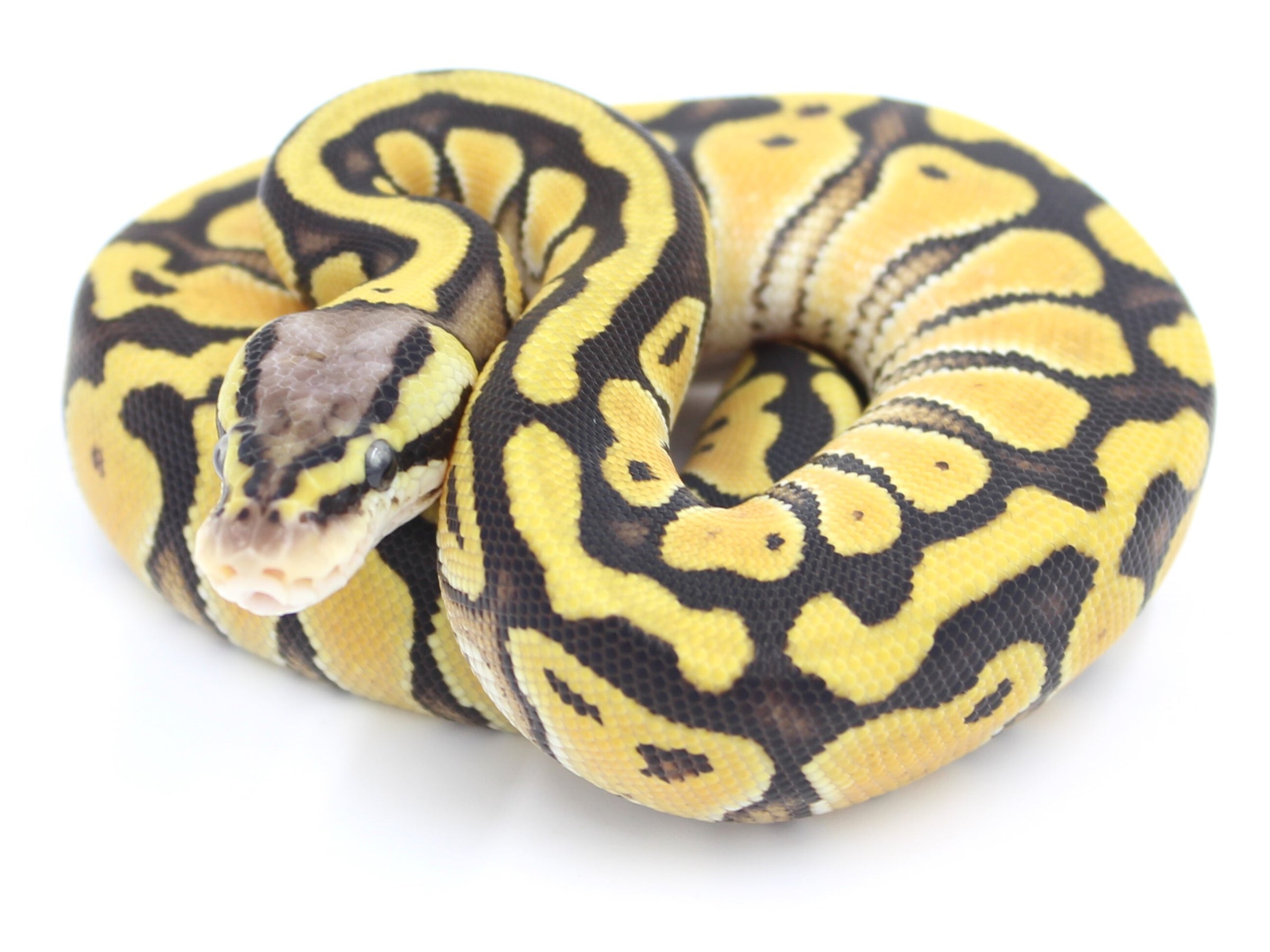 Firefly Clown Ball Python