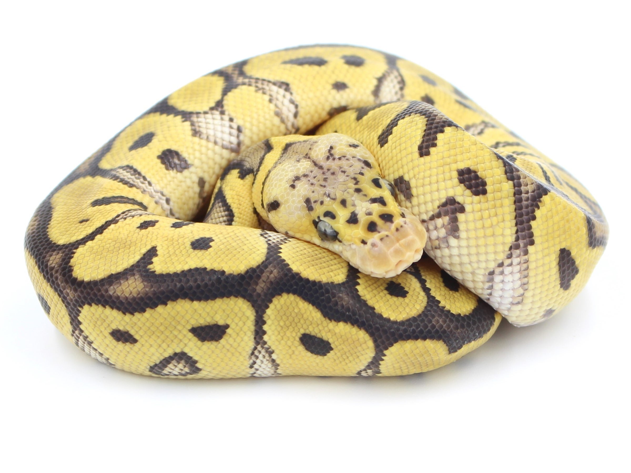 Firefly Clown Ball Python