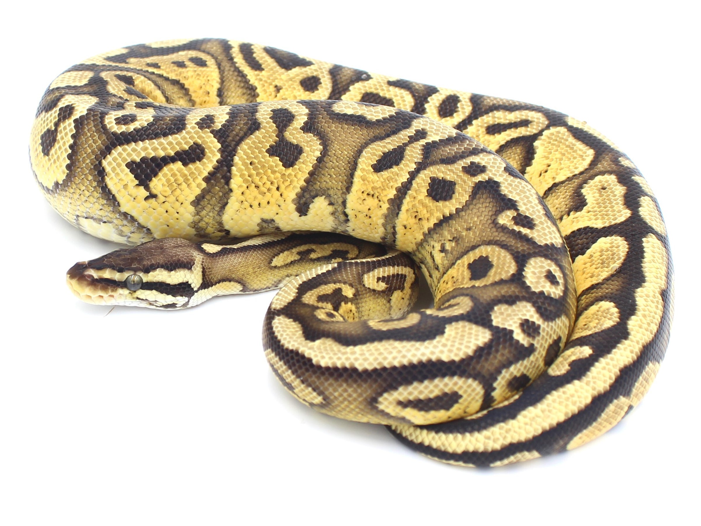 Red Axanthic Genetic Stripe Ball Python