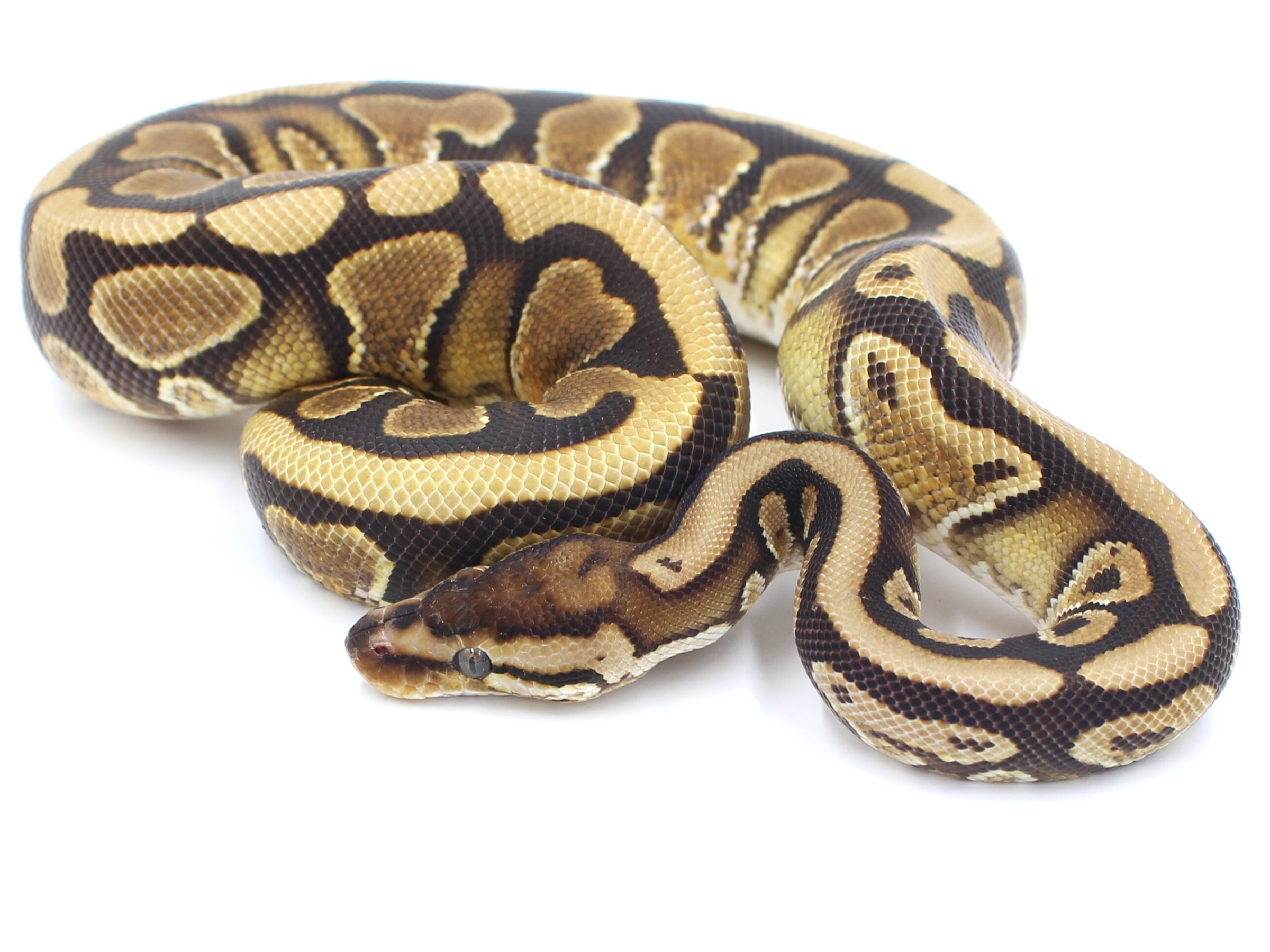 Red Axanthic Genetic Stripe Ball Python